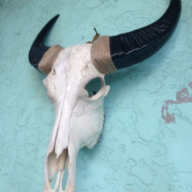 Real Skull Carabao Display, Hobbies & Toys, Memorabilia & Collectibles ...