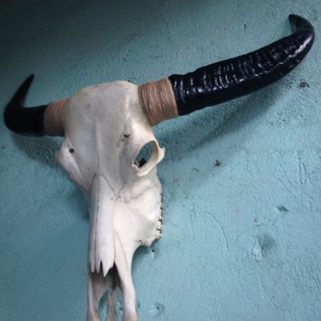 Real Skull Carabao Display, Hobbies & Toys, Memorabilia & Collectibles ...