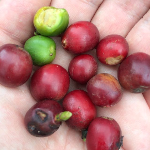 Coffee Beans And Powder - Bali Kintamani, Food & Drinks, Beverages on ...