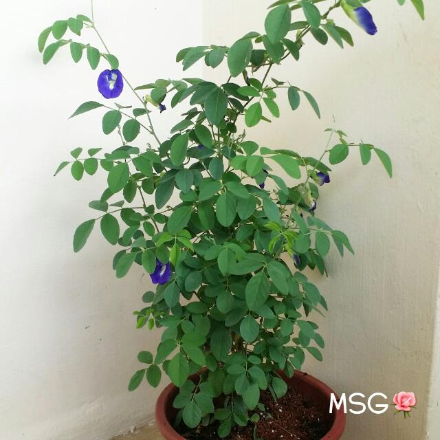 FLOWERING BLUE PEA / BUTTERFLY PEA (CLITORIA TERNATEA) PLANT, Furniture ...