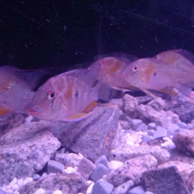 Earth Eater Fish, Everything Else on Carousell