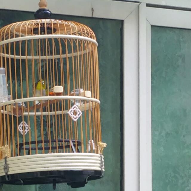 Male Mata Puteh Only The Bird, Pet Supplies, Homes & Other Pet ...