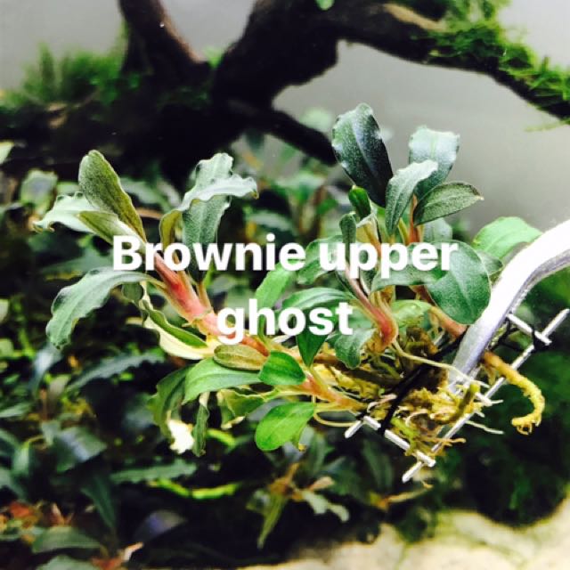 Bucephalandra Upper Ghost, Furniture & Home Living, Gardening, Plants ...