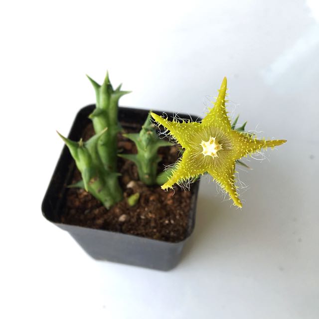 Succulent Huernia Stapelia Orbea Dummeri, Furniture & Home Living ...