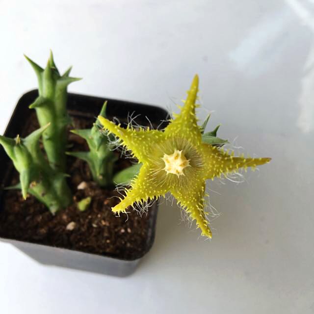 Succulent Huernia Stapelia Orbea Dummeri, Furniture & Home Living ...