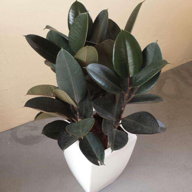 Plant - Ficus elastica / Rubber Fig In Porcelain Pot w Lecca top up ...