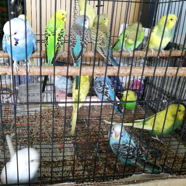 Burung Baji love birds, Everything Else, Others on Carousell