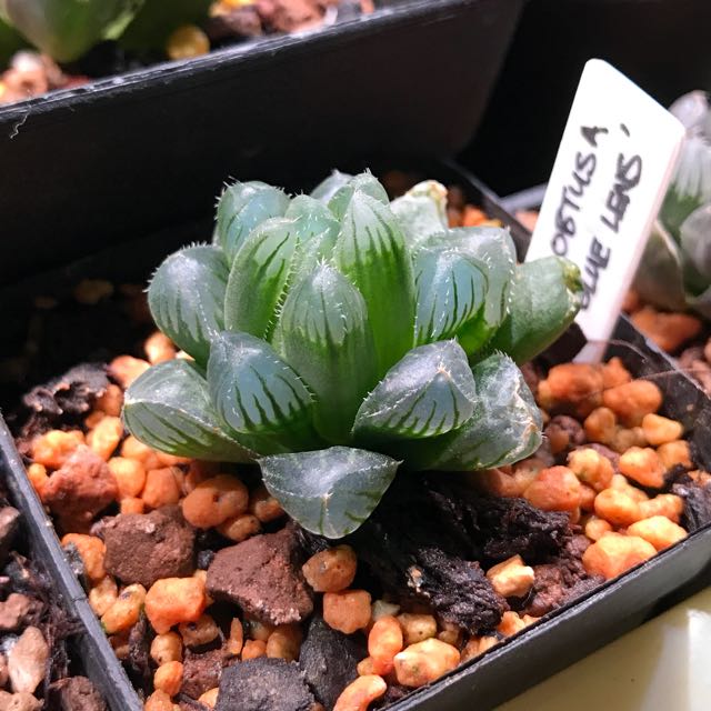 Haworthia Obtusa 'Blue Lens', Furniture & Home Living, Gardening ...