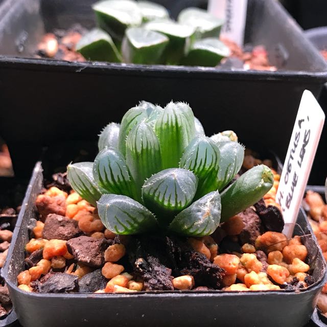 Haworthia Obtusa 'Blue Lens', Furniture & Home Living, Gardening ...