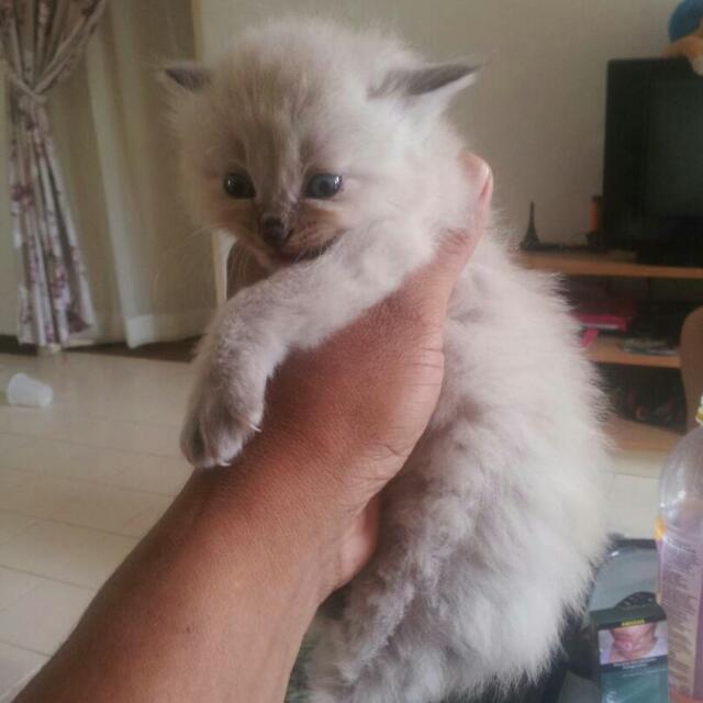 persian mix russian blue, Everything Else, Others on Carousell