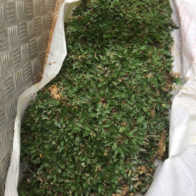 Pearl Grass For Sale, Furniture & Home Living, Home Decor, Other Home ...