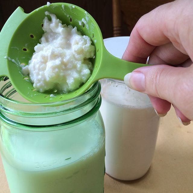 Live MILK KEFIR Grains Starter Pack, Health & Nutrition, Health ...