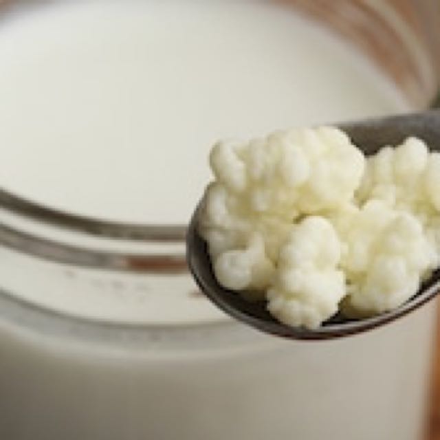 Live MILK KEFIR Grains Starter Pack, Health & Nutrition, Health ...