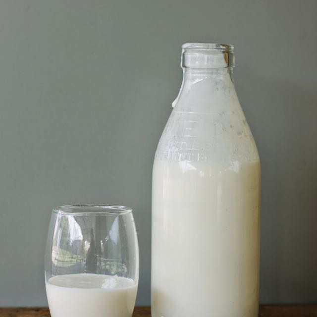 Live MILK KEFIR Grains Starter Pack, Health & Nutrition, Health ...