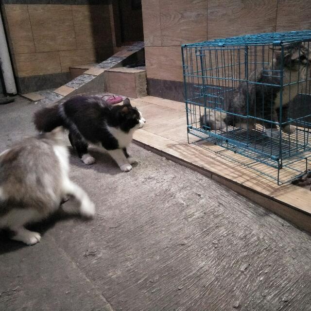 Kucing Persia Mix Dome, Perlengkapan Hewan, Aksesoris Hewan di Carousell