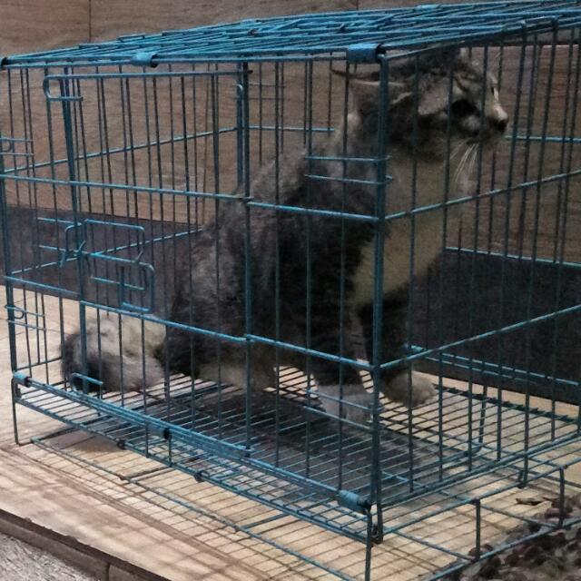 Kucing Persia Mix Dome, Perlengkapan Hewan, Aksesoris Hewan di Carousell