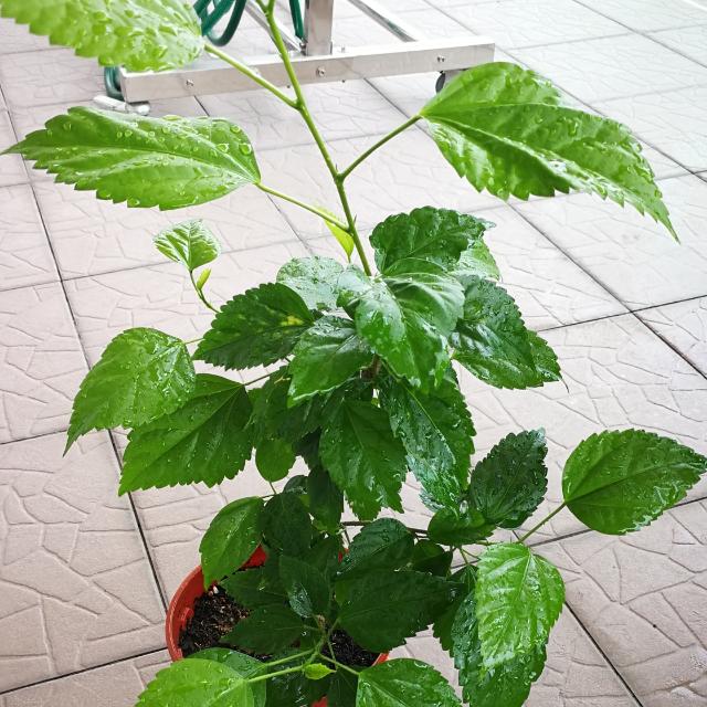 Bunga Raya, Furniture & Home Living, Gardening, Plants & Seeds on Carousell