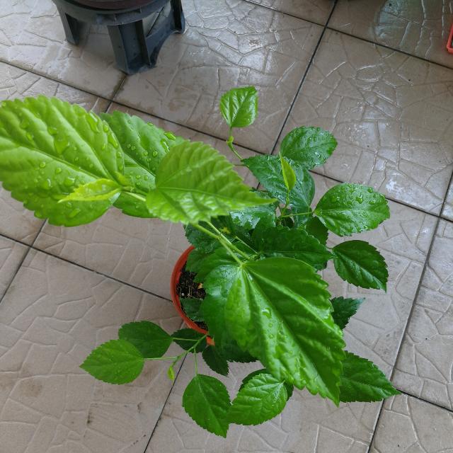 Bunga Raya, Furniture & Home Living, Gardening, Plants & Seeds on Carousell