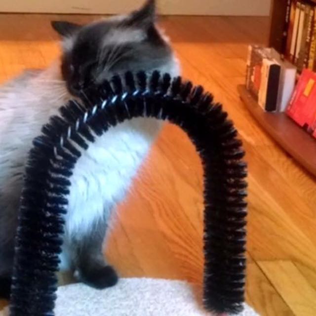 Pemberus/Sikat bulu kucing, Pet Supplies, Health & Grooming on Carousell