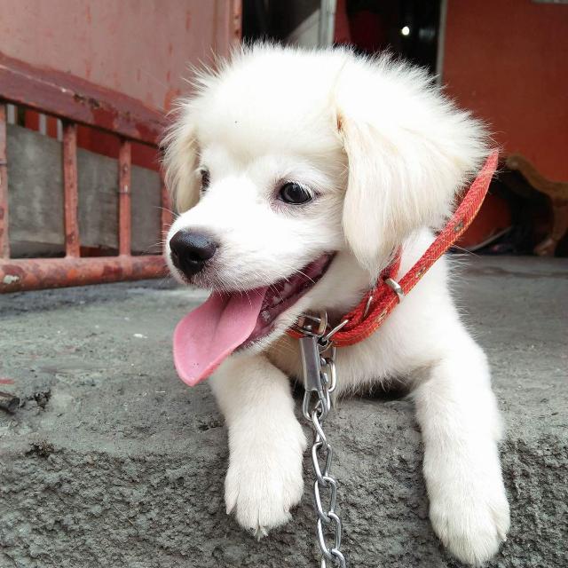 Japanese spitz X cocker Spaniel, Pet Supplies, Homes & Other Pet ...