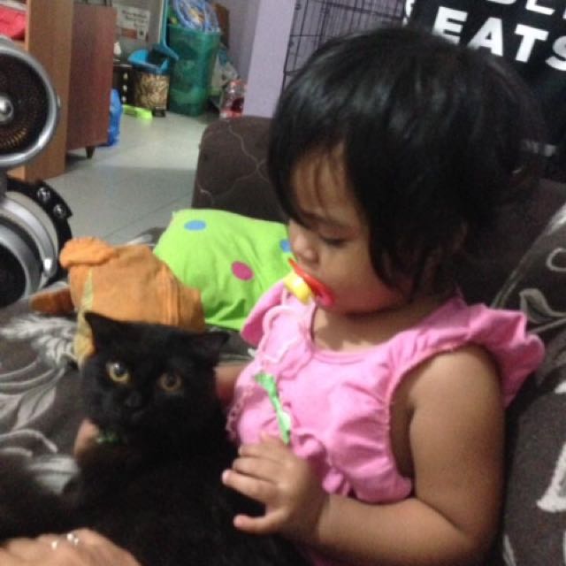 Persian Mix Maine Coon Cat, Everything Else on Carousell