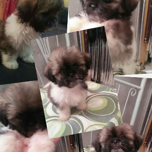 Pure Princess Type Shihtzu, Pet Supplies, Homes & Other Pet Accessories ...