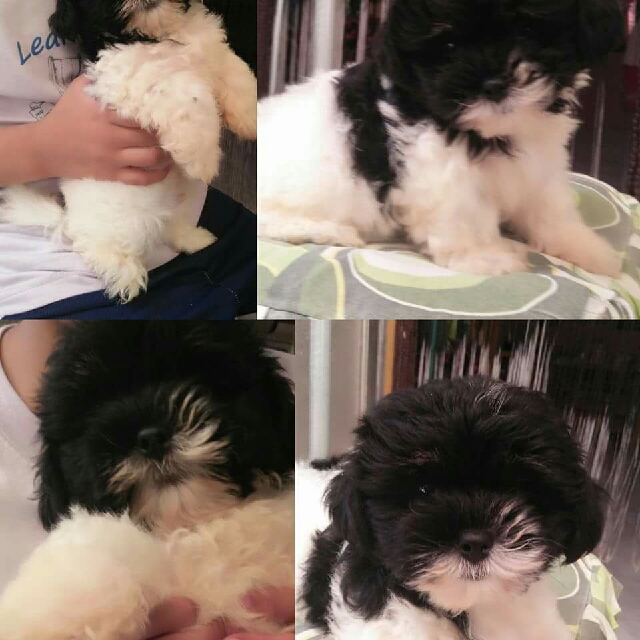 Pure Princess Type Shihtzu, Pet Supplies, Homes & Other Pet Accessories ...