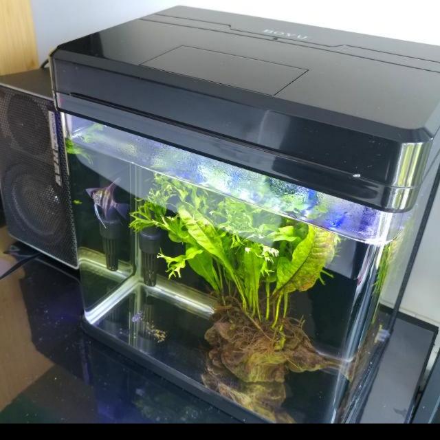 Boyu Fish Tank Set, Pet Supplies, Homes & Other Pet Accessories on ...