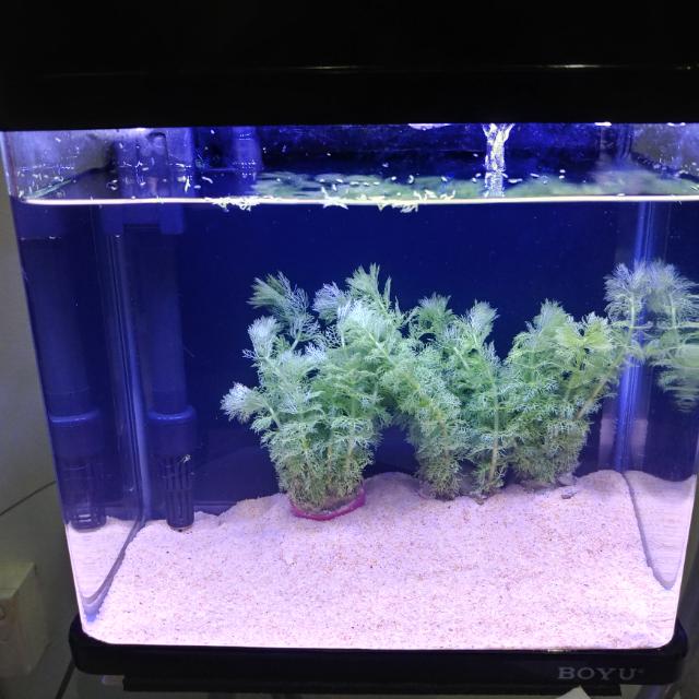 Boyu Fish Tank Set, Pet Supplies, Homes & Other Pet Accessories on ...