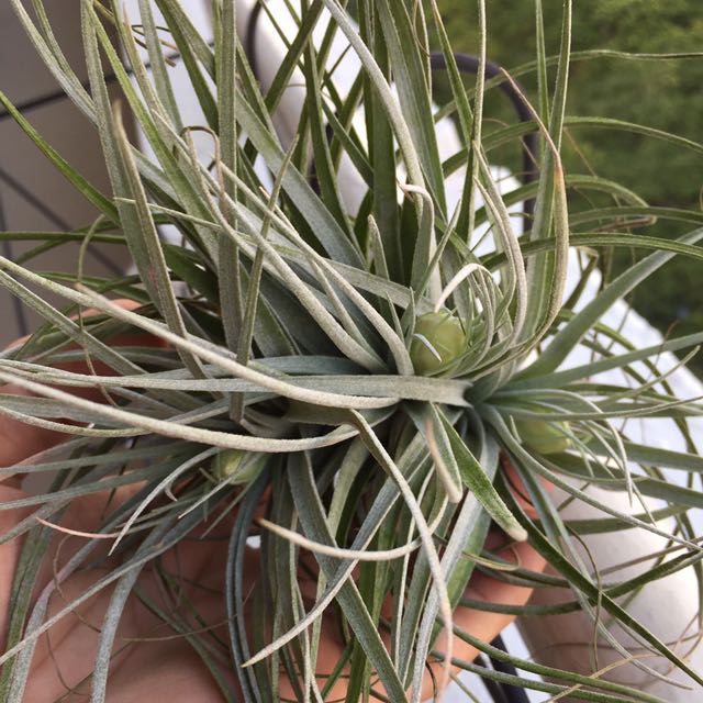 Tillandsia Houston Cotton Candy Clump, Furniture & Home Living ...