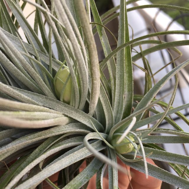Tillandsia Houston Cotton Candy Clump, Furniture & Home Living ...