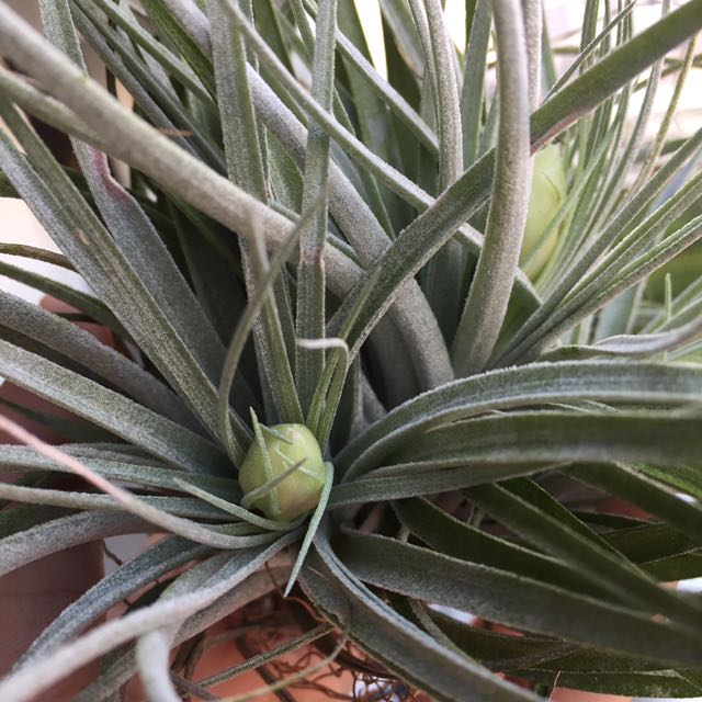 Tillandsia Houston Cotton Candy Clump, Furniture & Home Living ...