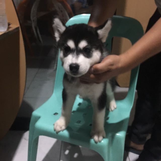 Siberian Husky Devil Mask, Pet Supplies, Health & Grooming on Carousell