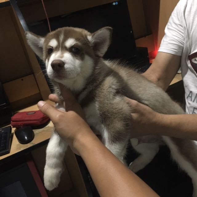 Siberian Husky Devil Mask, Pet Supplies, Health & Grooming on Carousell