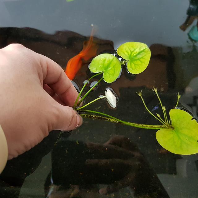 Snowflake Water Lily Sapling, Nymphoides Indica, Furniture & Home ...