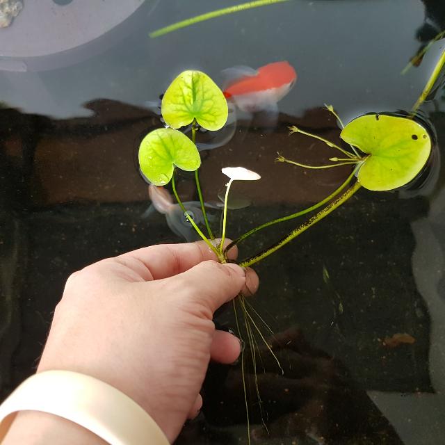 Snowflake Water Lily Sapling, Nymphoides Indica, Furniture & Home ...