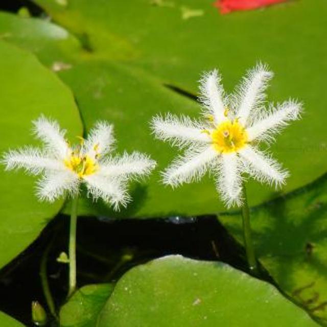Snowflake Water Lily Sapling, Nymphoides Indica, Furniture & Home ...