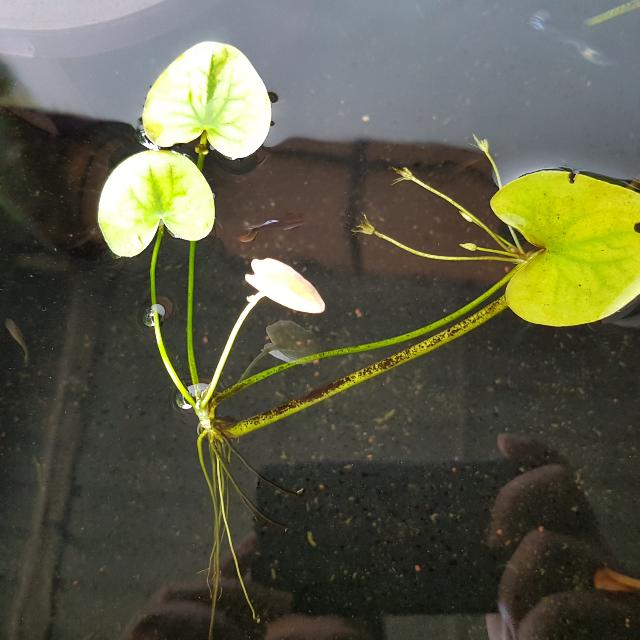 Snowflake Water Lily Sapling, Nymphoides Indica, Furniture & Home ...