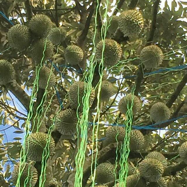 Segalanya Durians: 5 Jenis Durian Hutan Yang Terdapat di Borneo