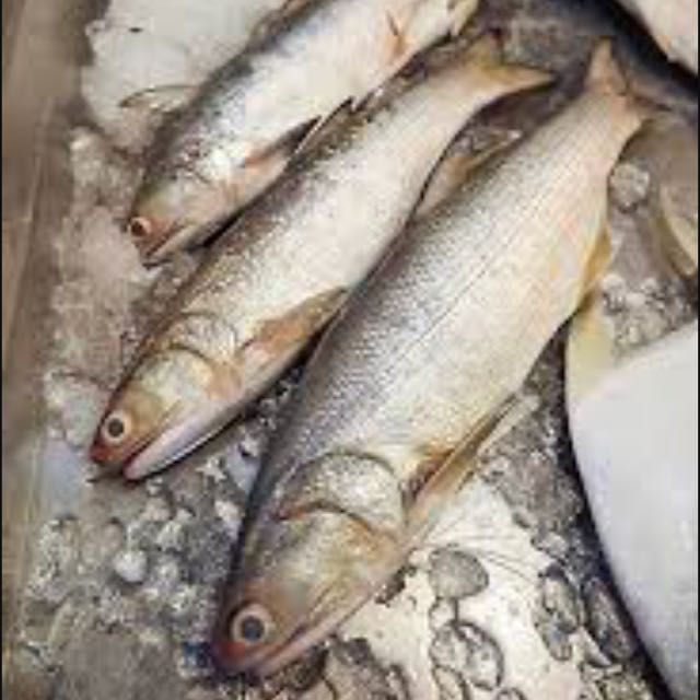 Fresh White Threadfin , Ngor Her Ikan Kurau From Sea (午鱼 海）, Food ...