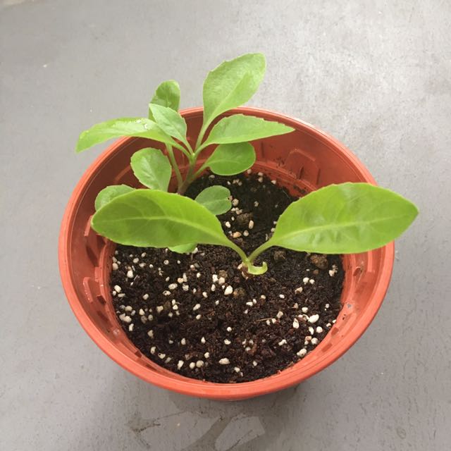 Longevity Spinach / Sambung Nyawa/ Daun Dewa / Gynura Procumbens ...