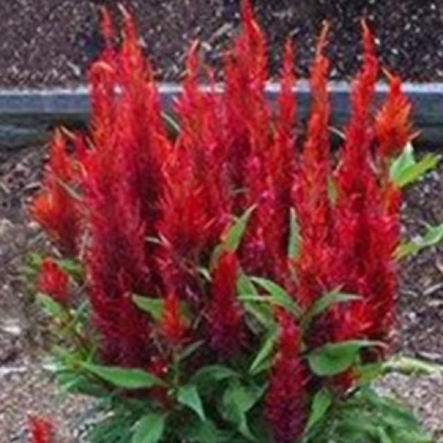Red Celosia Cockscomb Flower Plume Seeds, Babies & Kids, Baby Nursery ...