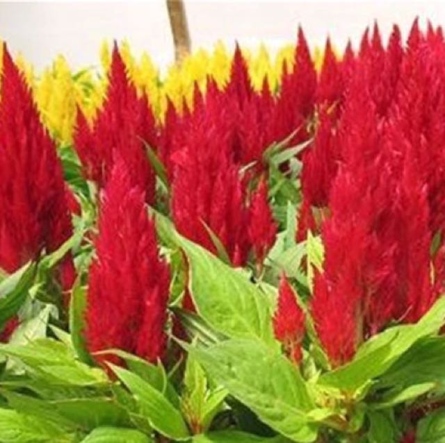 Red Celosia Cockscomb Flower Plume Seeds, Babies & Kids, Baby Nursery ...