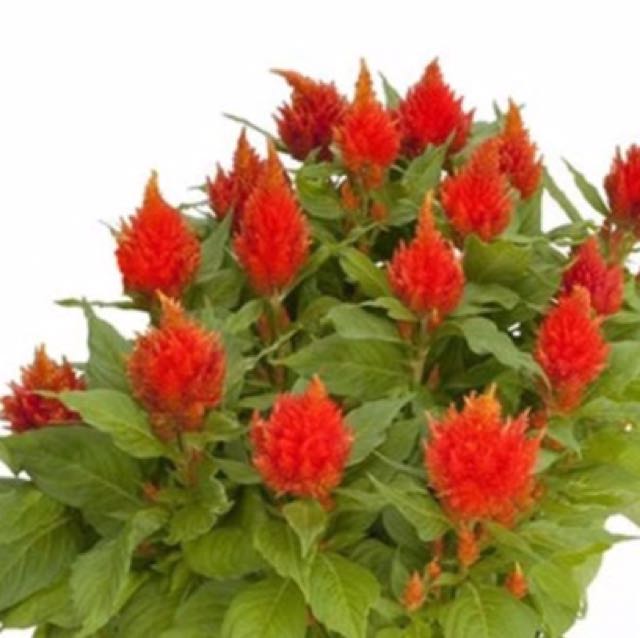 Red Celosia Cockscomb Flower Plume Seeds, Babies & Kids, Baby Nursery ...