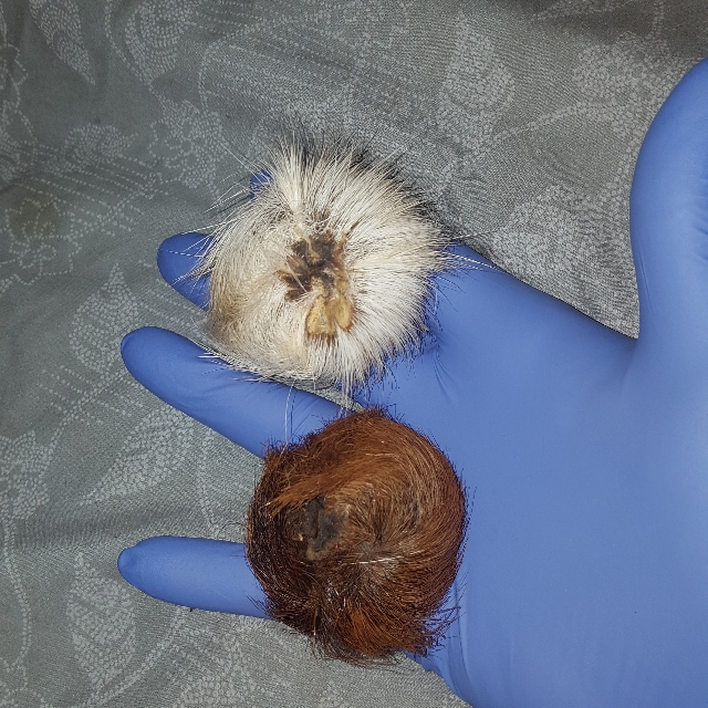 SUPER RARE HIMALAYA AND TIBETAN WILD DEER MUSK POD, Everything Else on ...