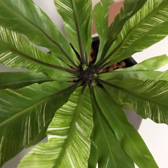 Asplenium Nidus 'Variegata', Bird's Nest Fern Plant, Gardening on Carousell