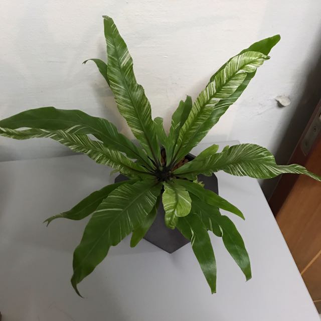 Asplenium Nidus 'Variegata', Bird's Nest Fern Plant, Gardening on Carousell