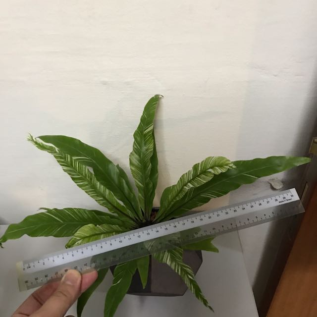 Asplenium Nidus 'Variegata', Bird's Nest Fern Plant, Gardening on Carousell