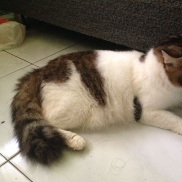 Kucing Jantan Baka Maine Coon, Pet Supplies, Homes & Other Pet ...
