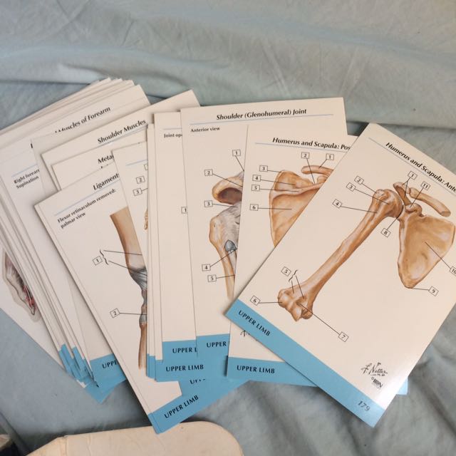 Netter's Flashcards (Anatomy), Hobbies & Toys, Books & Magazines ...